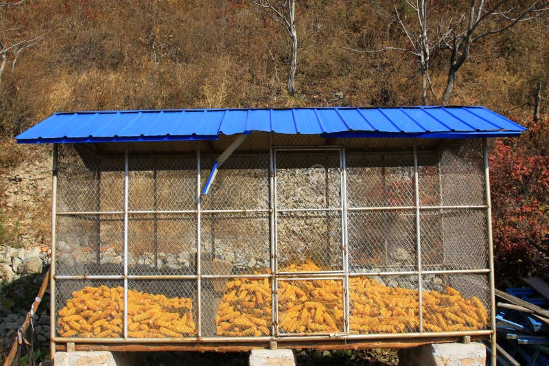 Corn in the metal barn stock photo. Image of blue, metal - 364788320