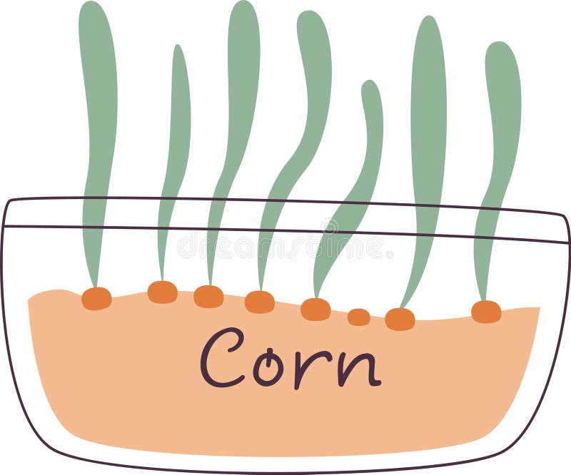 Corn Microgreen in Pot stock vector. Illustration of growing - 307586842