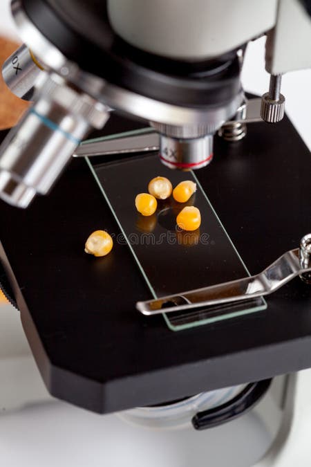 Corn on Microscope Slide in Food Laboratory Close Up Stock Photo ...
