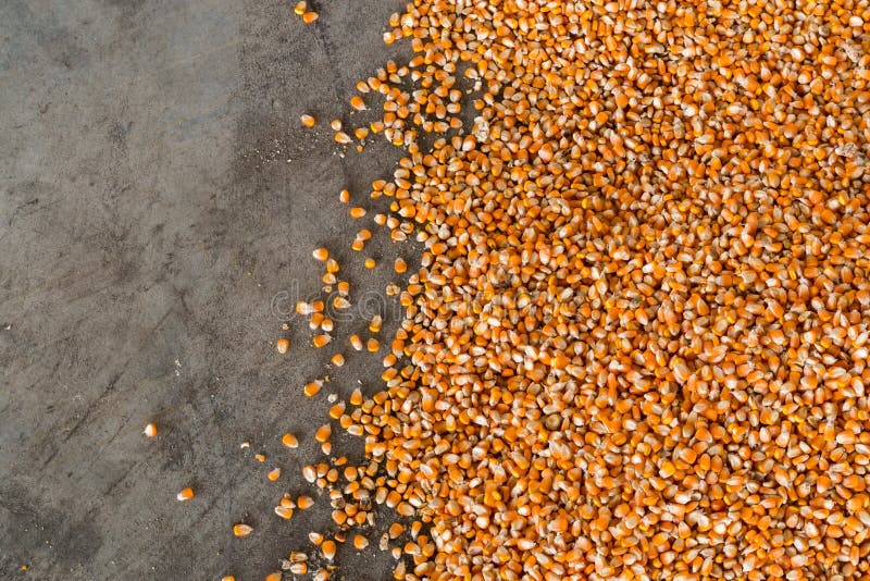 Corn after the milling. stock photo. Image of popcorn - 68414088