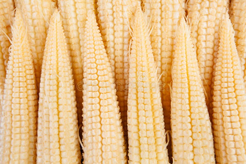 Corn mini stock image. Image of snack, white, tile, sweet - 28864203