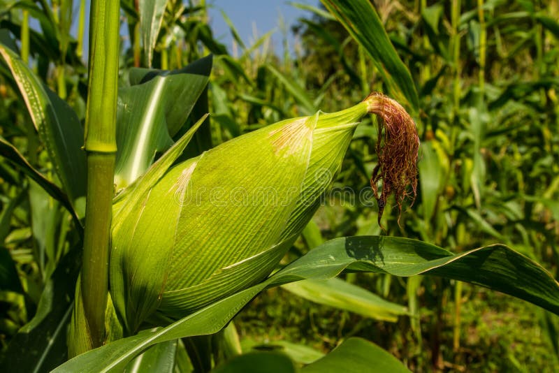Corn stock image. Image of peel, appetizer, field, cornstarch - 36576923