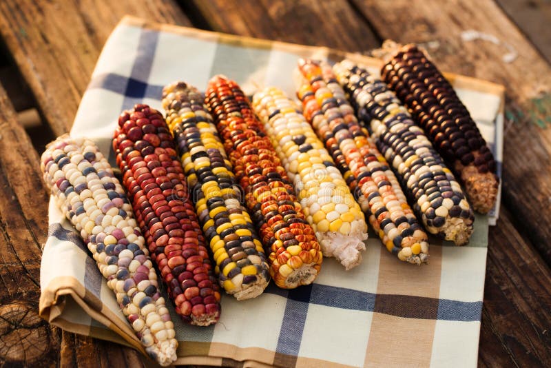 Corn with Multicolored Grains Stock Image - Image of indian, grain ...