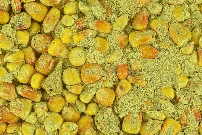 Corn Mycotoxins - Rotten Corn Grains. Rotten Corn Grains Stock Photo ...