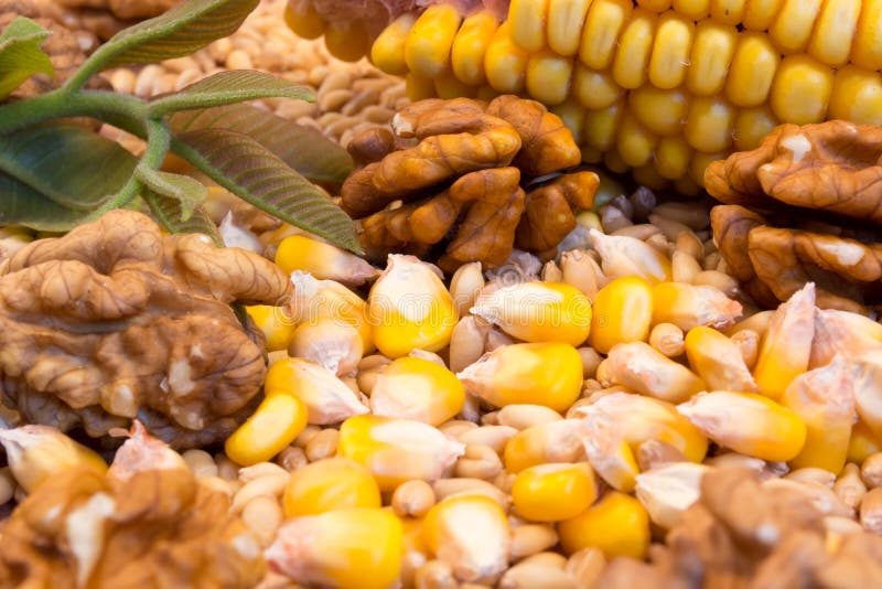 Corn with nuts stock image. Image of effect, gourd, blackberry - 69318307