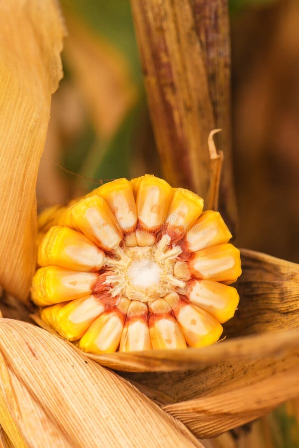 Corn Ear by Cross Section that Show Colors of Cob and Kernel on a Human ...