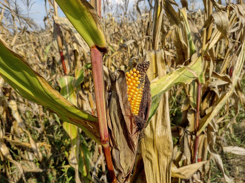 Corn in October in Maramures County, Romania Stock Image - Image of ...