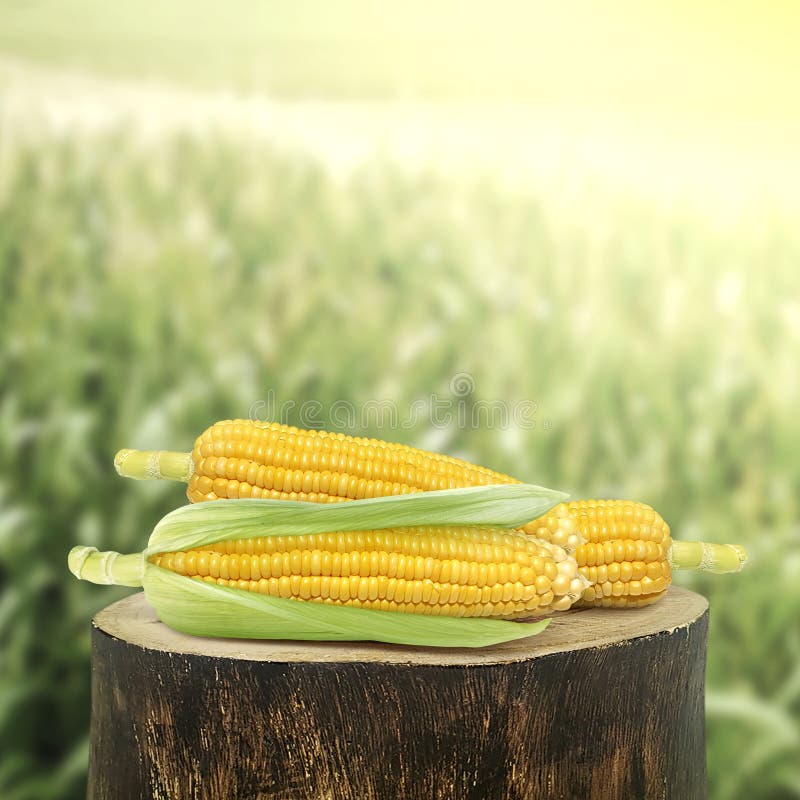 Corn on Old Wood Log on Agricultural Field Stock Image - Image of ...