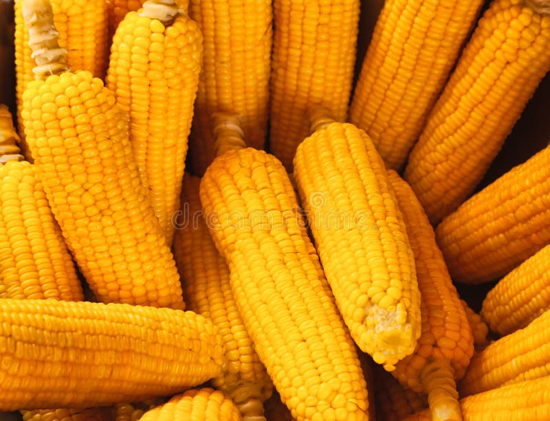 Corn - one fresh cob stock photo. Image of corncob, white - 18201278