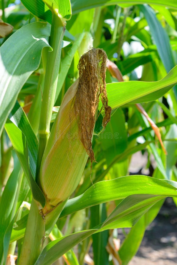 Corn in organic cornfield stock photo. Image of field - 94222726