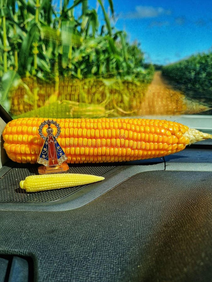 Corn and Our Lady of Aparecida Stock Photo - Image of development, blue ...