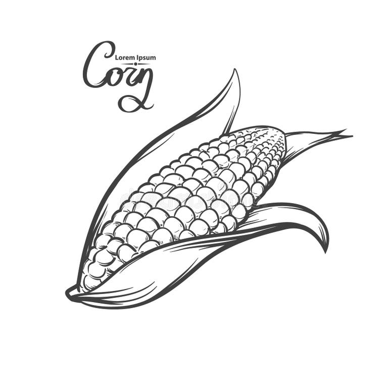 Sweetcorn Outline Stock Illustrations – 1,044 Sweetcorn Outline Stock ...
