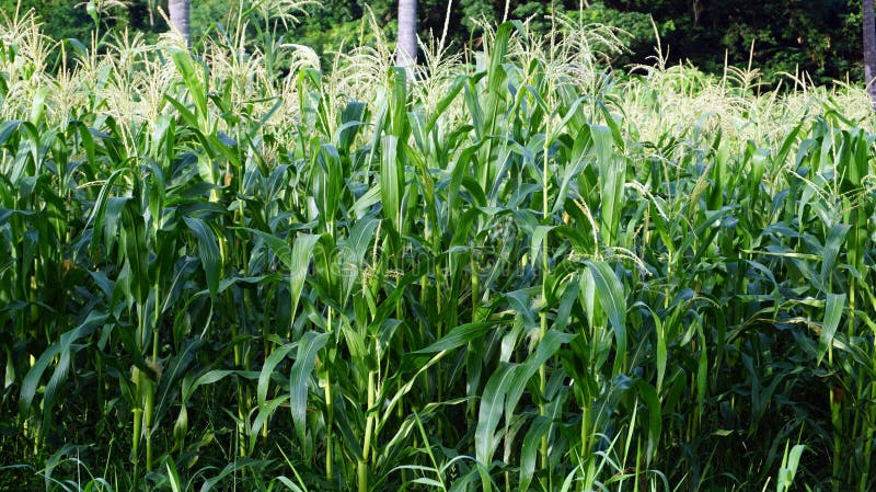 Corn Paddy Fields on a Green Mountain Slope Stock Image - Image of ...