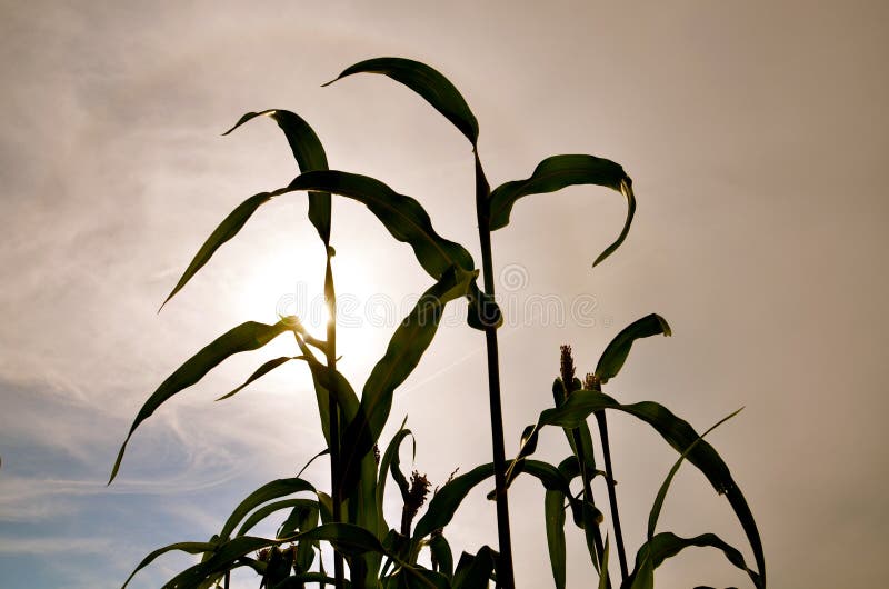 The Corn is Passing the End of Summer Stock Photo - Image of mood ...
