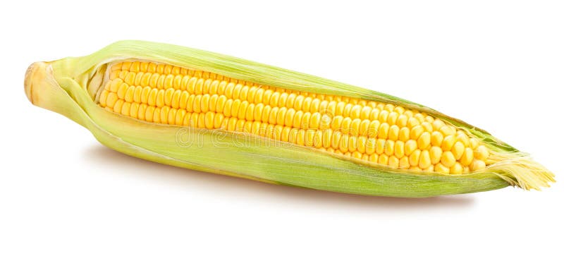 Single corn stock image. Image of kernels, nature, corn - 26272943