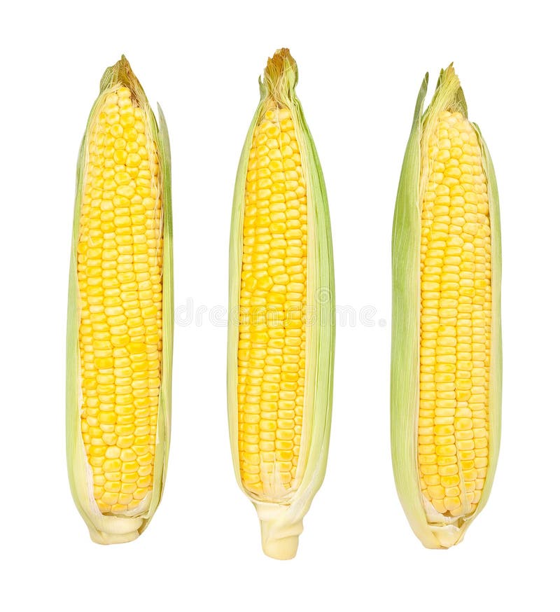 Corn path isolated stock image. Image of nutrient, food - 262872951