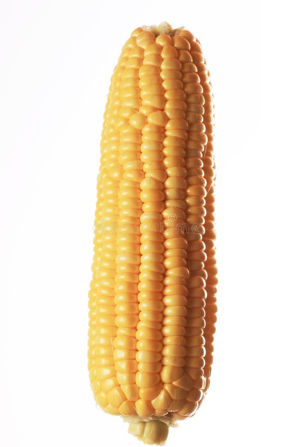 Corn stock photo. Image of corn, food, produce, agriculture - 29754370