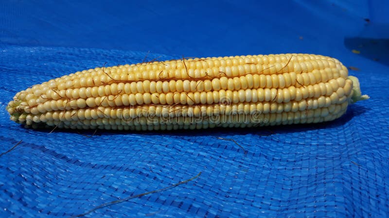 Corn stock image. Image of background, food, blue, corn - 122200231