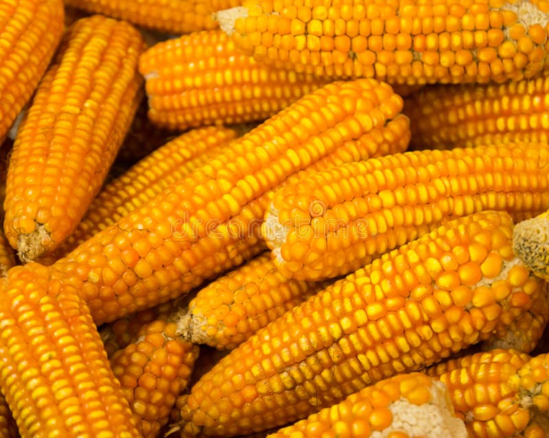 Corn pile background stock image. Image of pile, natural - 40514773