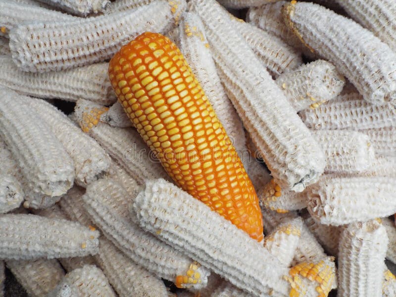 Corn and a Pile of Corn Cobs Stock Image - Image of yellow, meal: 291814855
