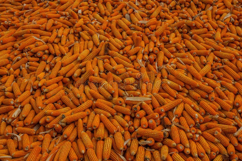 Pile Corn for animal feed stock photo. Image of feed - 46939104