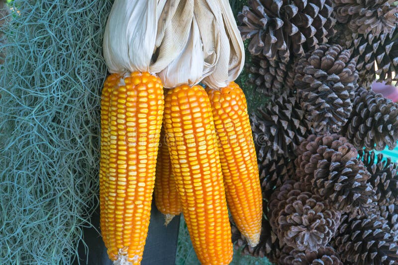 Pine corn stock image. Image of rainbow, play, december - 47946803