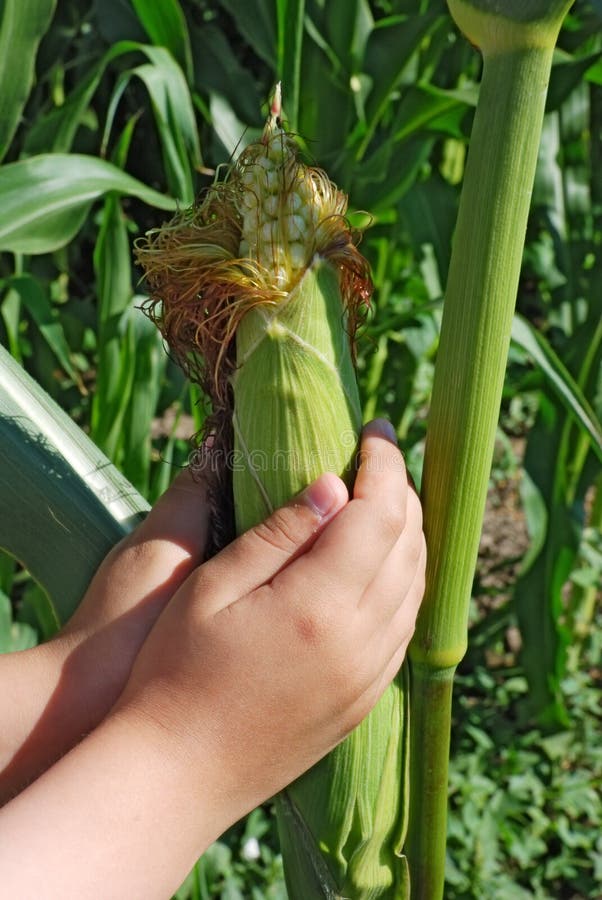 Corn plant stock image. Image of field, meadow, arms, growth - 5753793