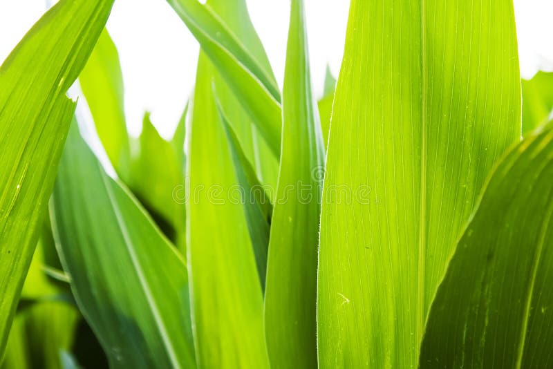 Corn plant background stock image. Image of outdoor, leaf - 6624533