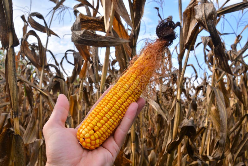 Corn Plant Background stock photo. Image of growth, grain - 139602044
