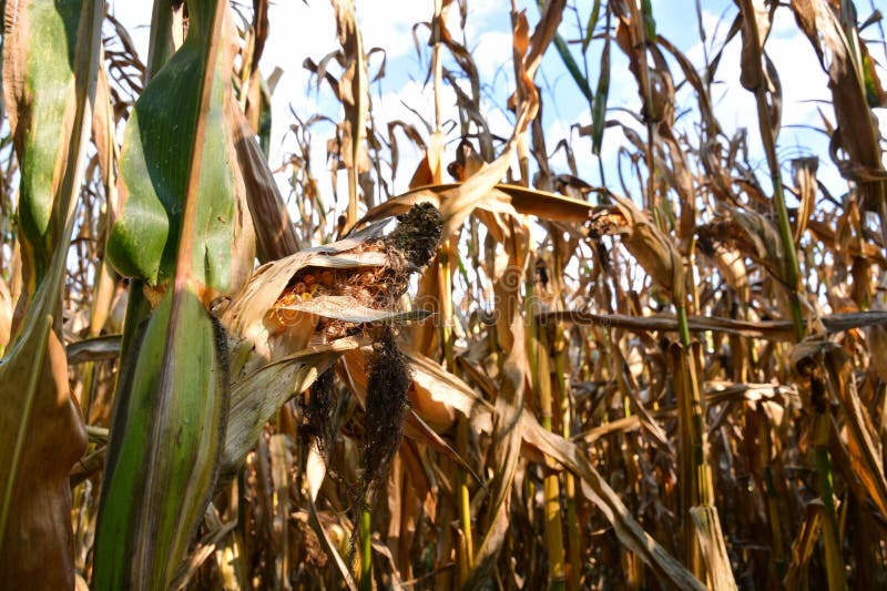 Corn Plant Background stock image. Image of autumn, crop - 234685653
