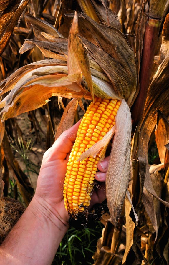 Corn Plant Background stock photo. Image of agriculture - 98701952
