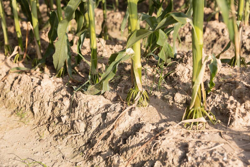 Corn Plant with Brace Roots and Aerial Brace Roots Stock Photo - Image ...