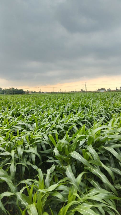 Corn Plant Cornfield Plantation Crop Yield Stock Image - Image of yield ...