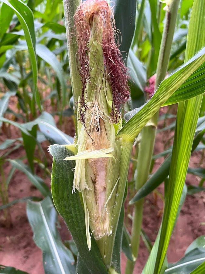Field Corn Plant at Marco Linder blog