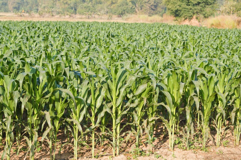 Corn plant. stock photo. Image of crop, field, agriculture - 52473542