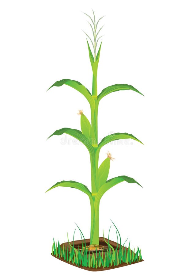 Corn plant stock vector. Illustration of fresh, food - 85393740