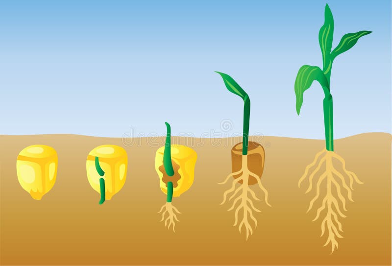 Hypogeal Germination In Maize
