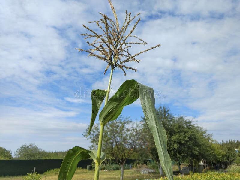 Blooming corn stock photo. Image of blooming, farm, garden - 153038106