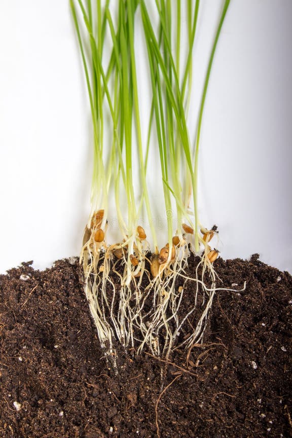 Oats Growing Stages Stock Photos - Free & Royalty-Free Stock Photos ...