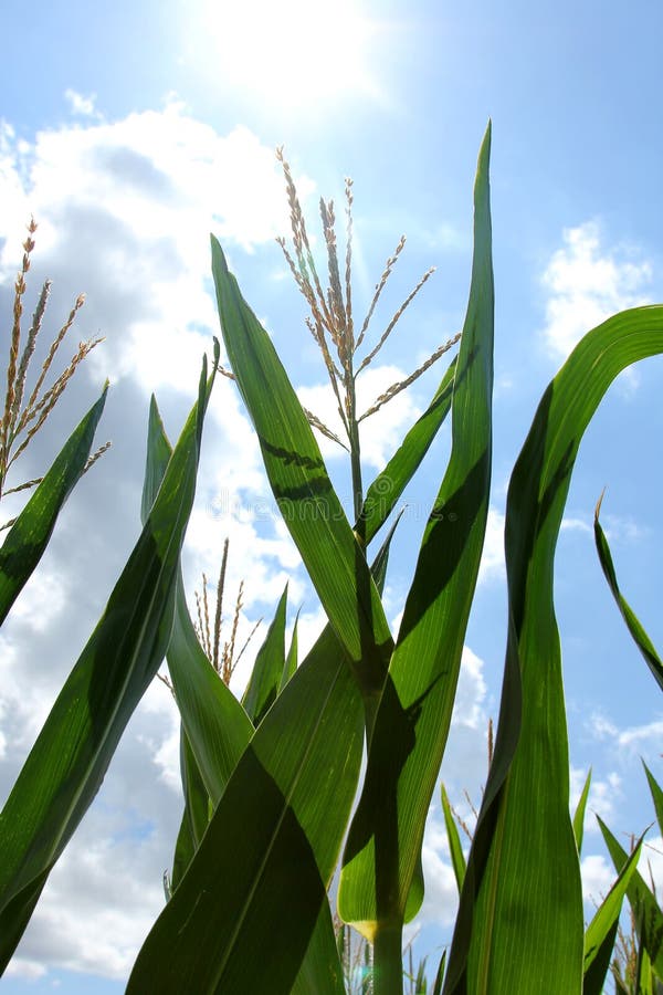 Corn Plant Growing in Summer Sun Stock Photo - Image of growth, crop ...