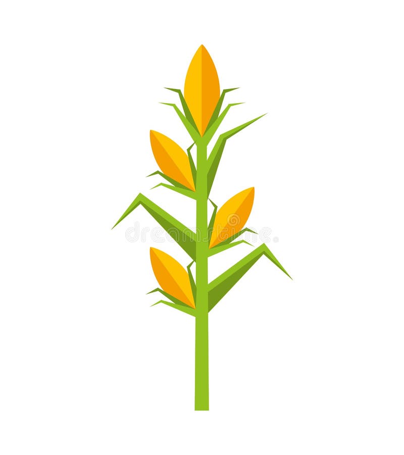 Corn plant isolated icon stock vector. Illustration of corn - 80680309