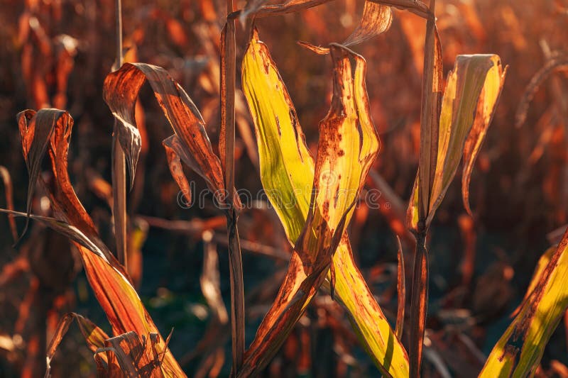Corn Plant Leaves, Back Lit by the Summer Sunset Sun Stock Photo ...