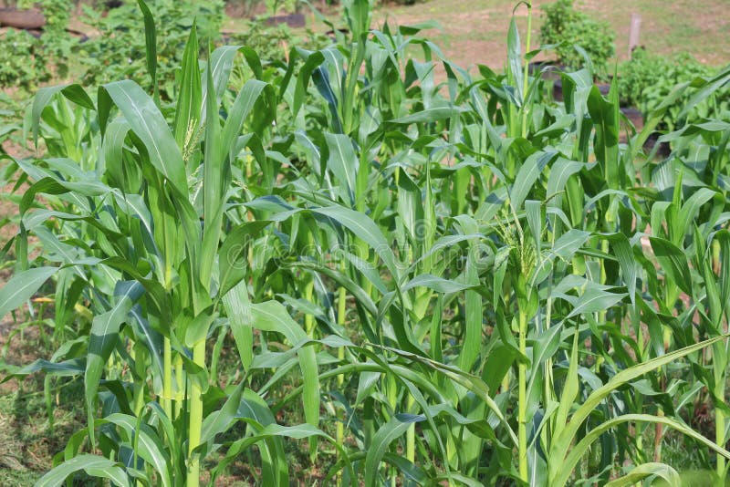 Plant of maize stock photo. Image of growing, kernel, cereal - 495220