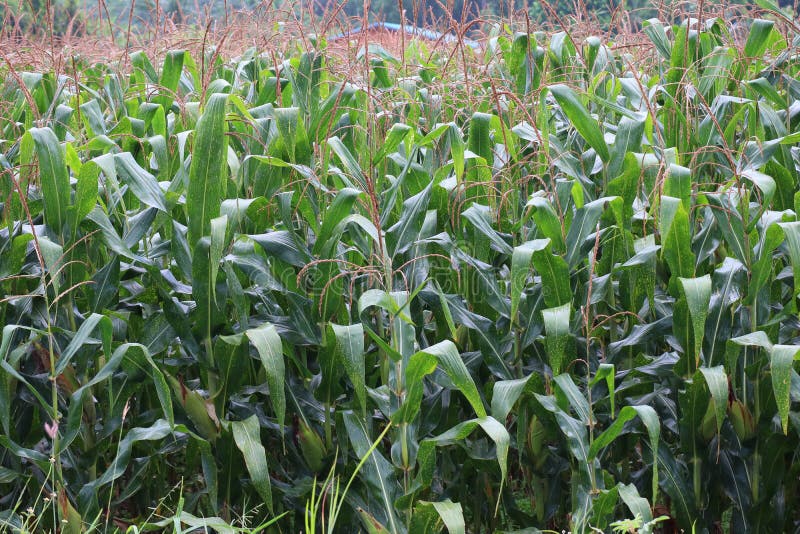 153 Maize Plot Stock Photos - Free & Royalty-Free Stock Photos from ...