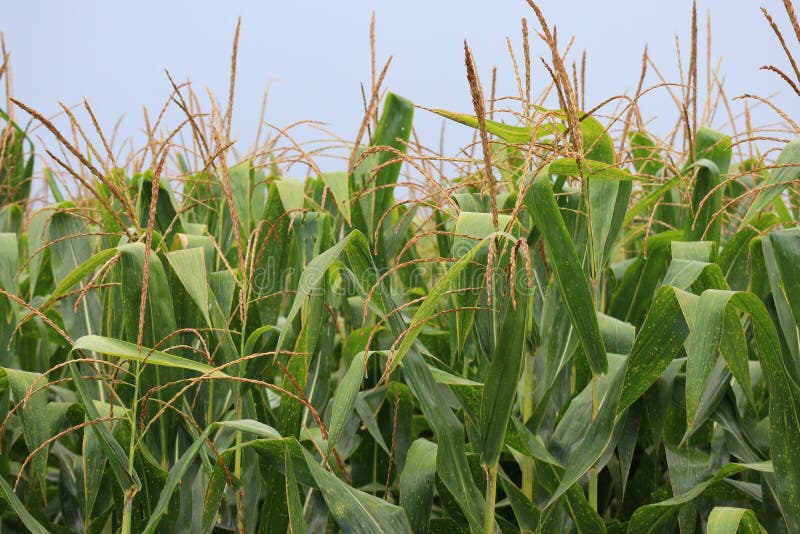 Plant of maize stock photo. Image of growing, kernel, cereal - 495220