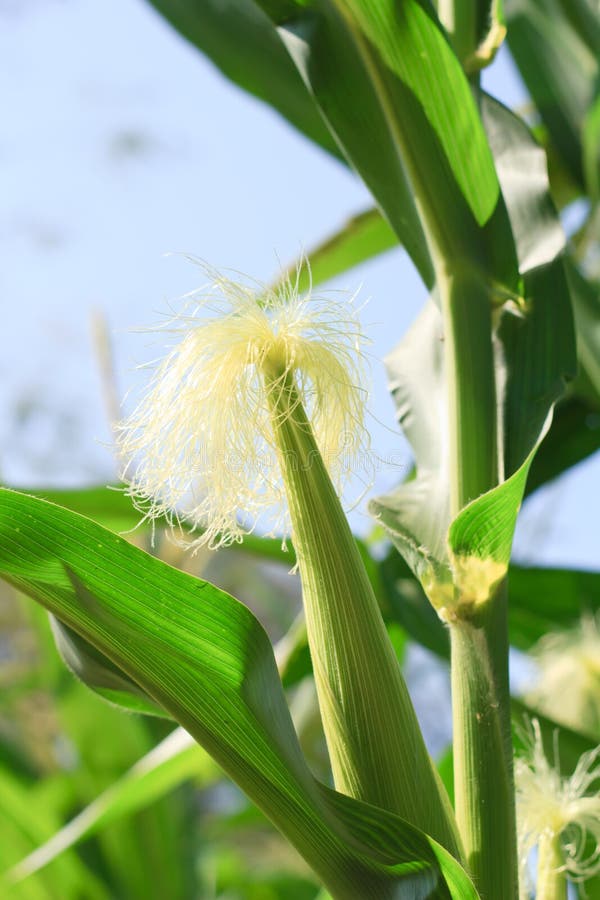 Corn on plant. stock image. Image of crop, stem, food - 57161683
