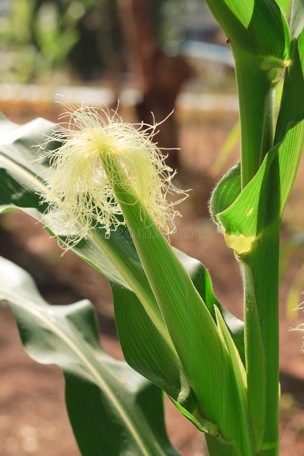 Corn on plant. stock photo. Image of food, farming, field - 60037748