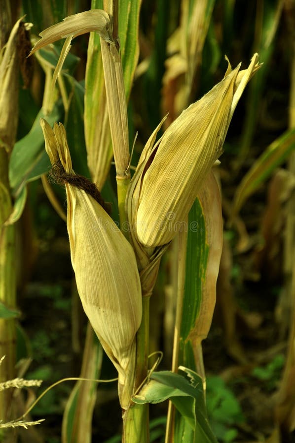 Corn plant stock photo. Image of popcon, indian, good - 46054242