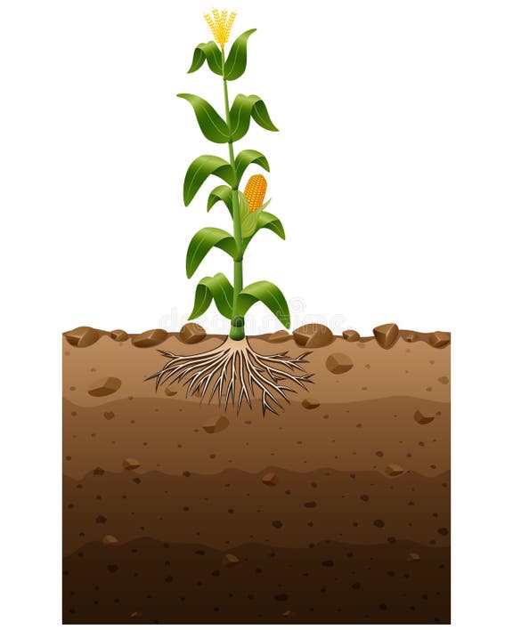 Corn Plant Roots Stock Illustrations – 303 Corn Plant Roots Stock ...