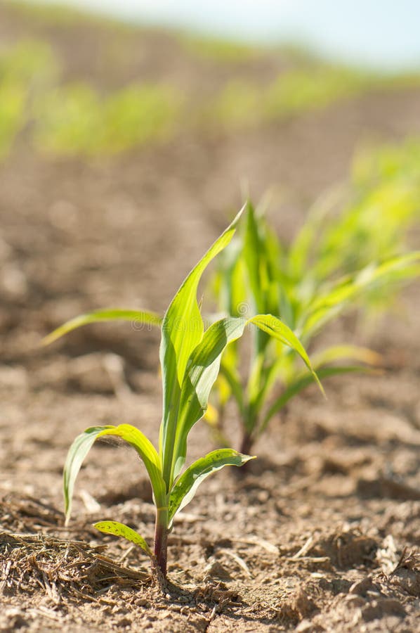 Corn plant stock photo. Image of rows, nature, plant - 56154298